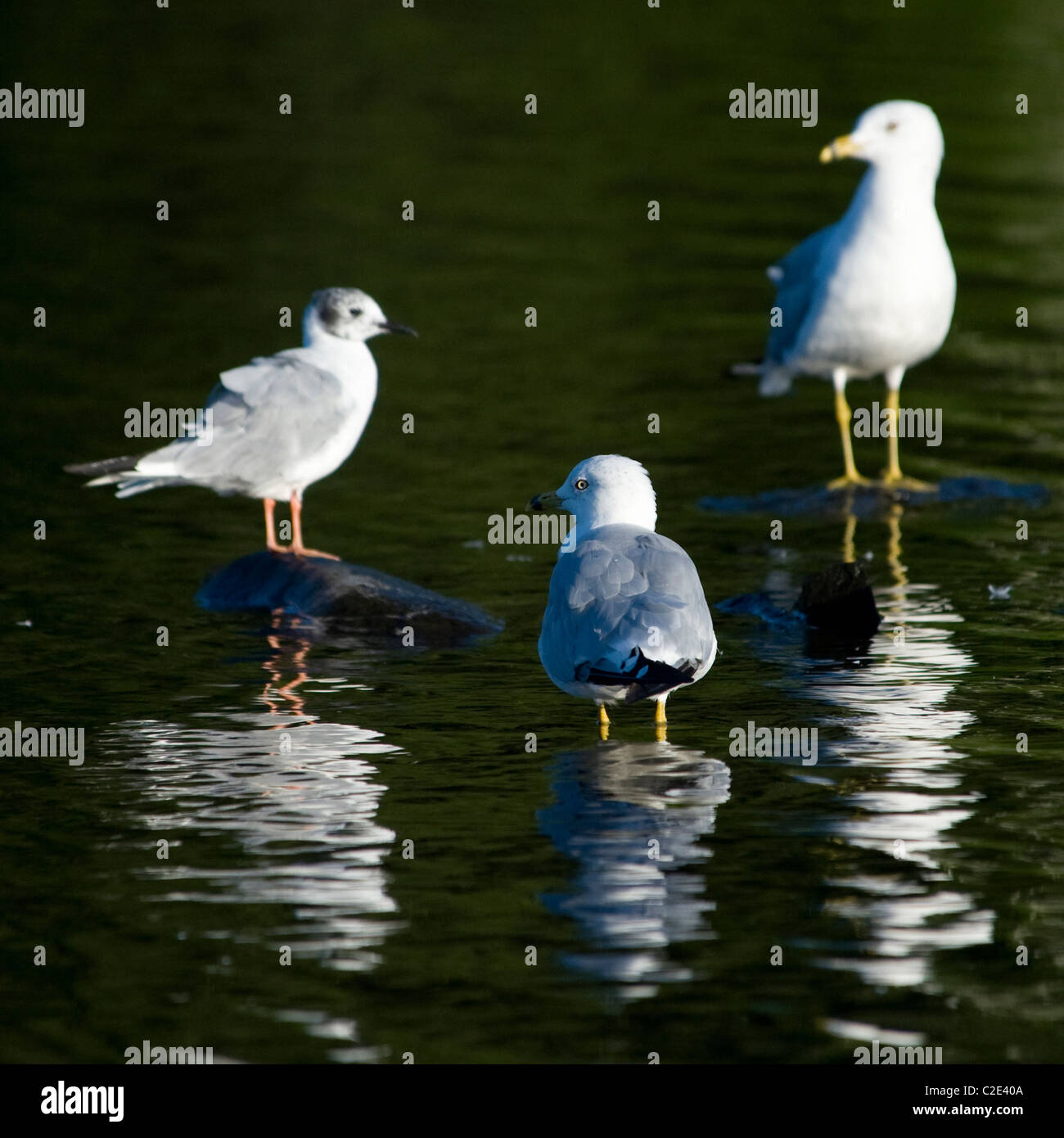 Lake Of The Woods, Ontario, Canada; Three Ring-Billed Gulls Standing In ...