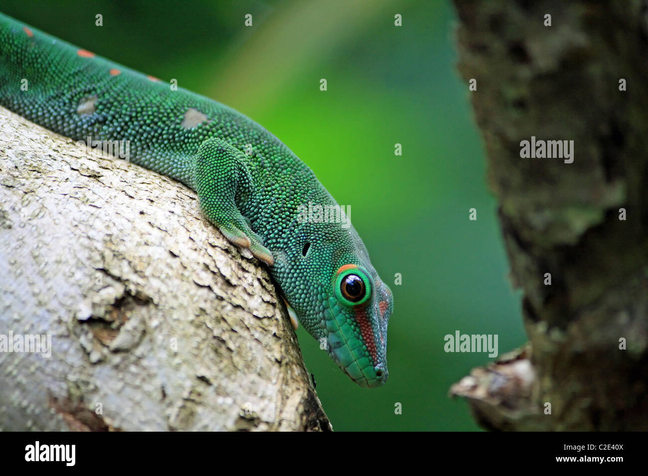 side close-up of green day gecko sitting on trunk Stock Photo - Alamy