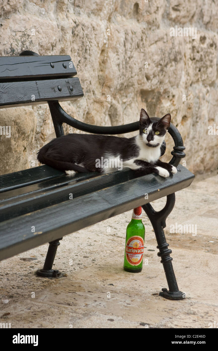 Cats Drinking Alcohol