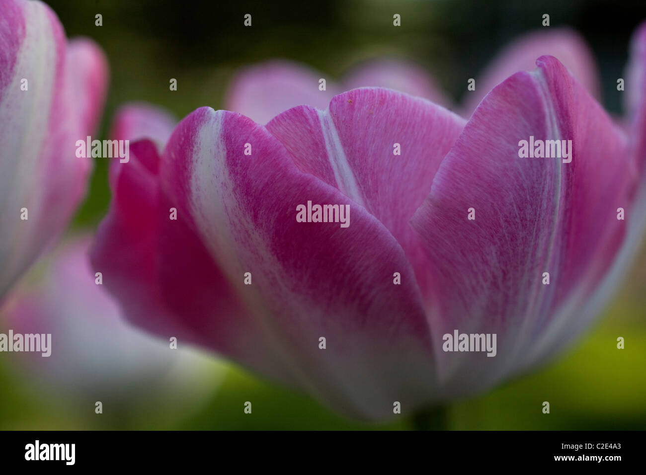 Waterloo, Quebec, Canada; Close-Up Of Pink Tulip Stock Photo - Alamy