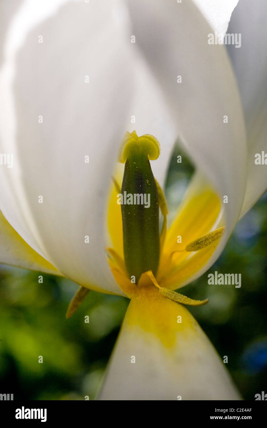 Waterloo, Quebec, Canada; Close-Up Of White Tulip Stock Photo - Alamy
