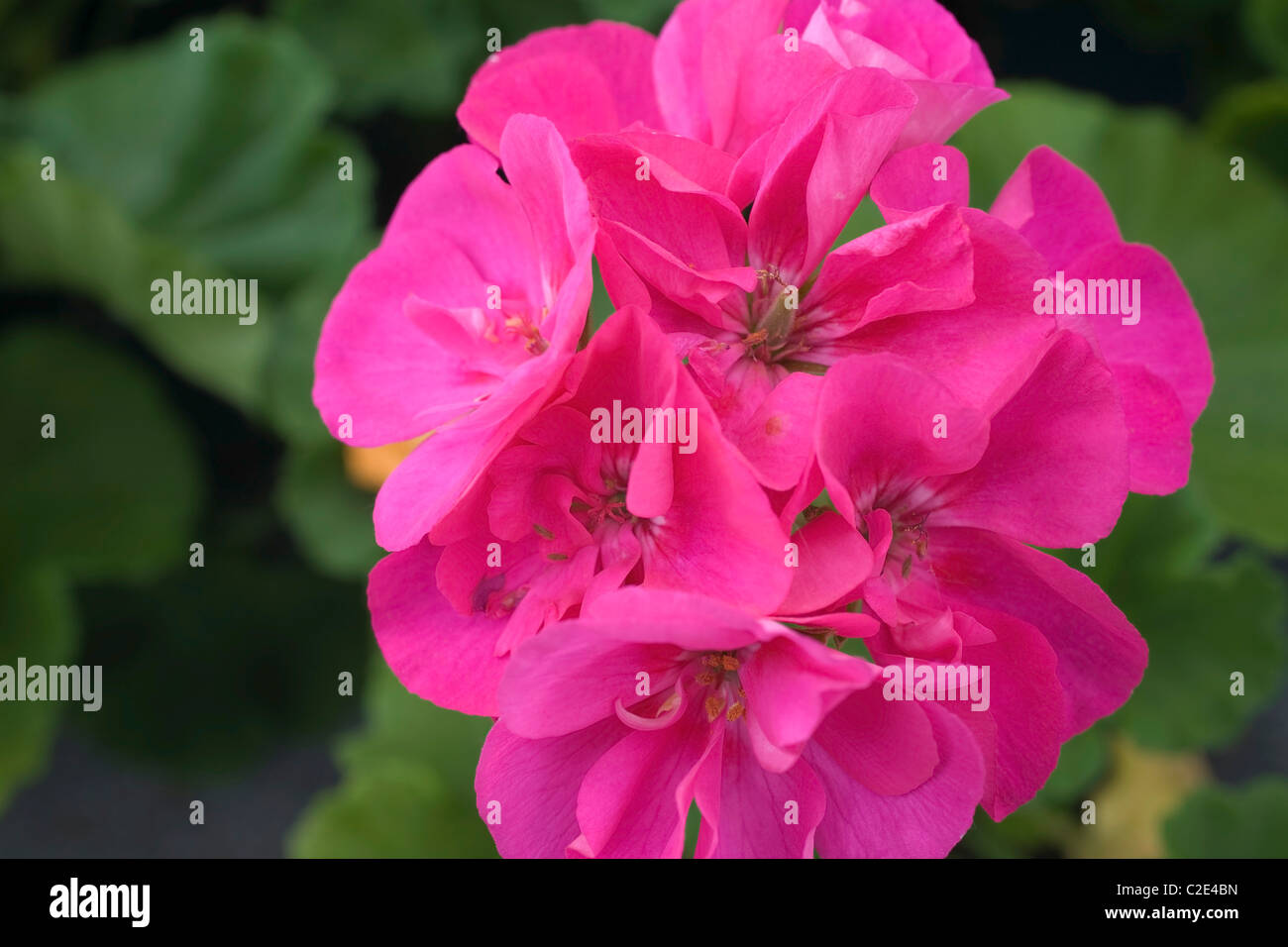 Waterloo, Quebec, Canada; Close-Up Of Pink Geranium Stock Photo - Alamy