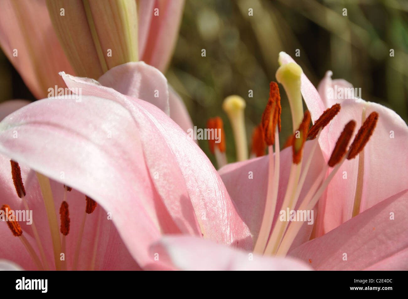 Pink stargazer lilies Stock Photo - Alamy