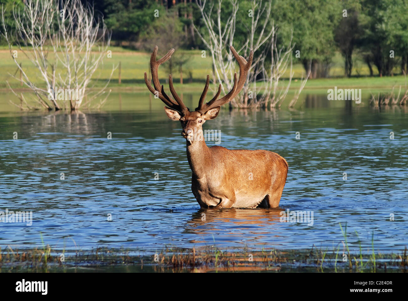 deer in water Stock Photo - Alamy
