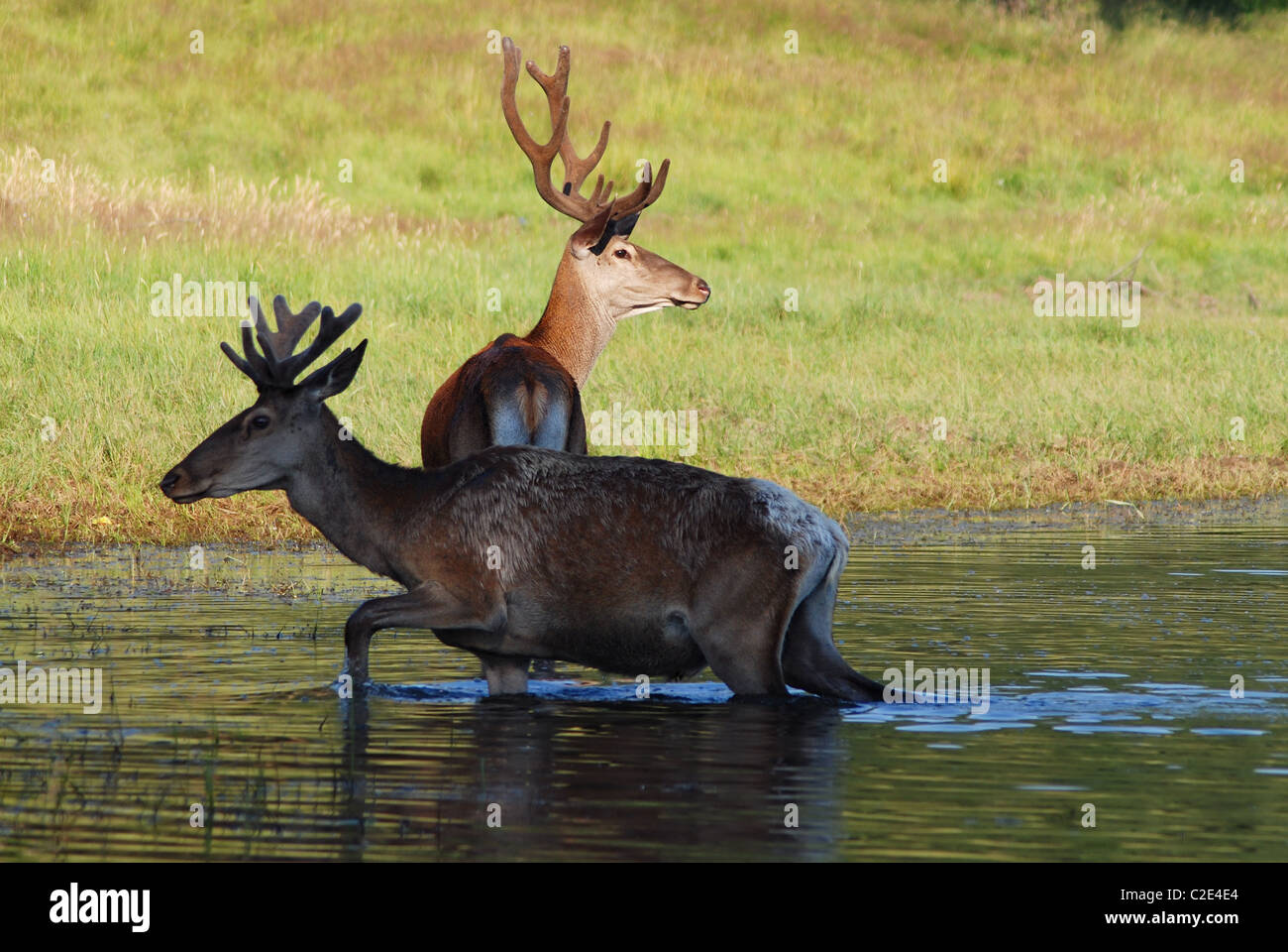 deer in water Stock Photo - Alamy