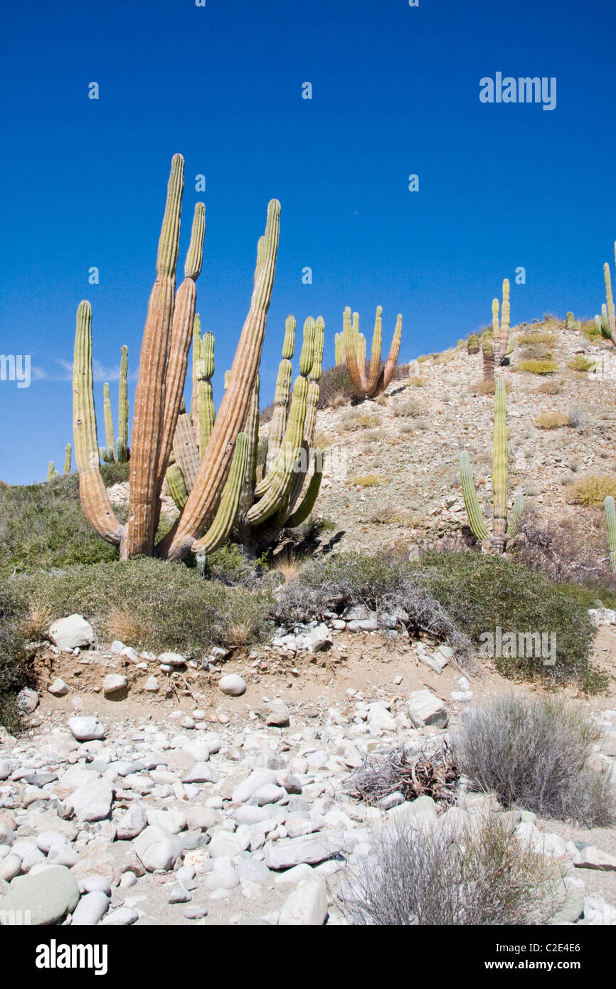 Cardon cactus, Sea of Cortez, Baja California, Mexico Stock Photo - Alamy