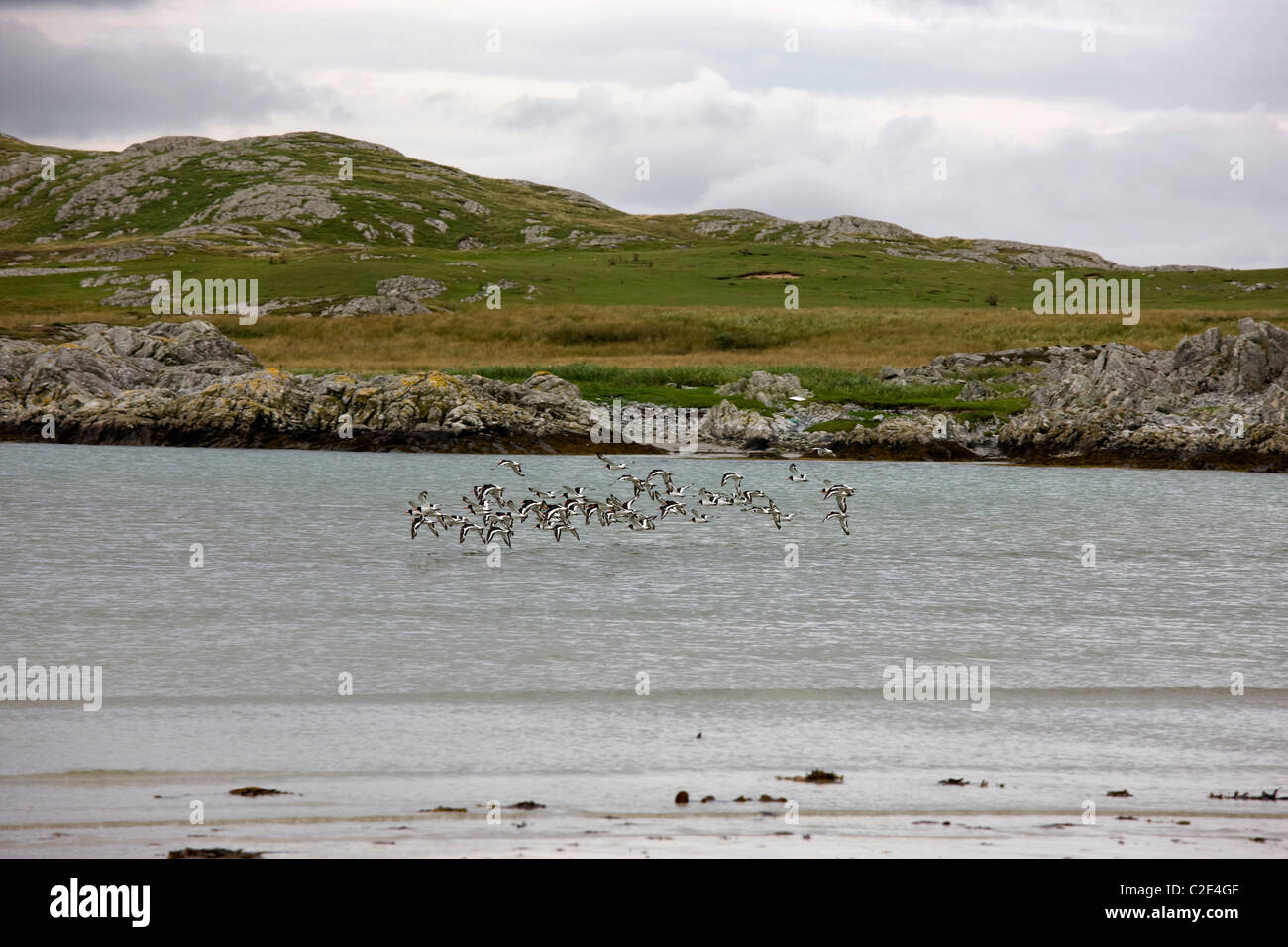 Islay birds hi-res stock photography and images - Alamy