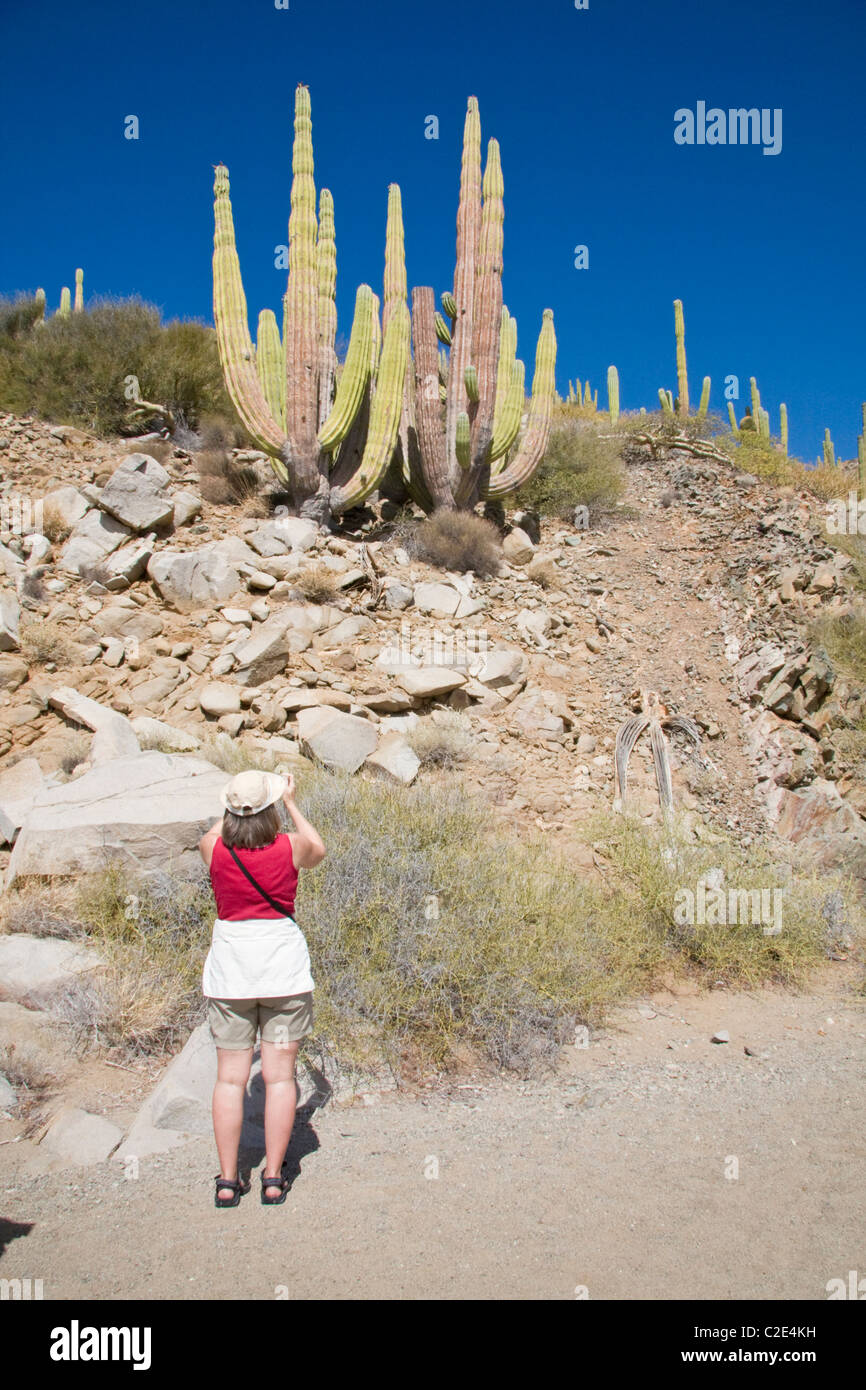 Photographing the huge cardon cactus at Punta Colorado, Sea of Cortez ...