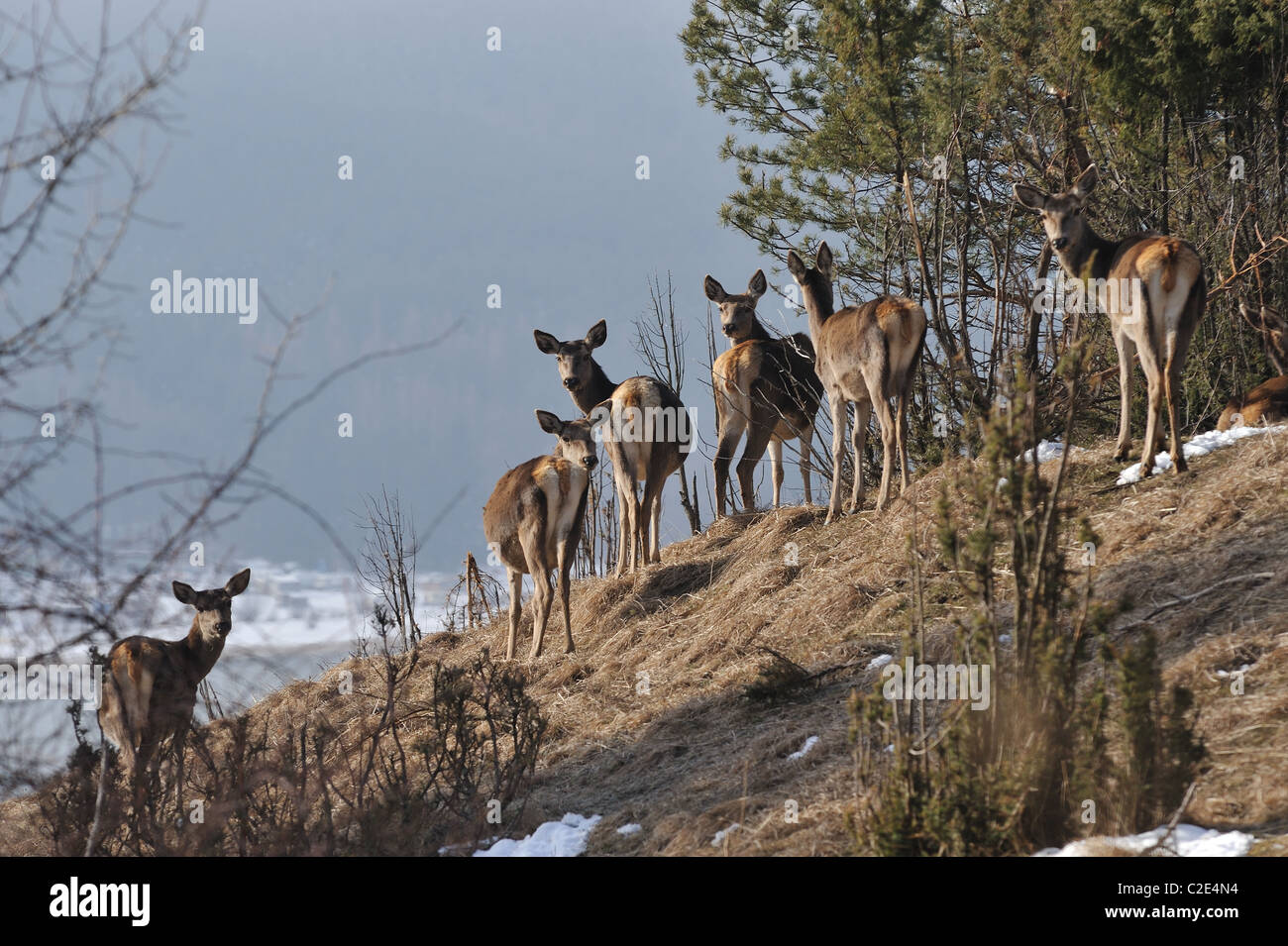 Animal hind deer roe hi-res stock photography and images - Alamy