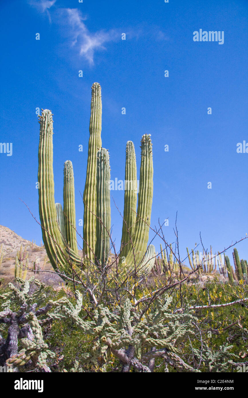 Cardon Cactus, Sea of Cortez, Baja California, Mexico Stock Photo - Alamy