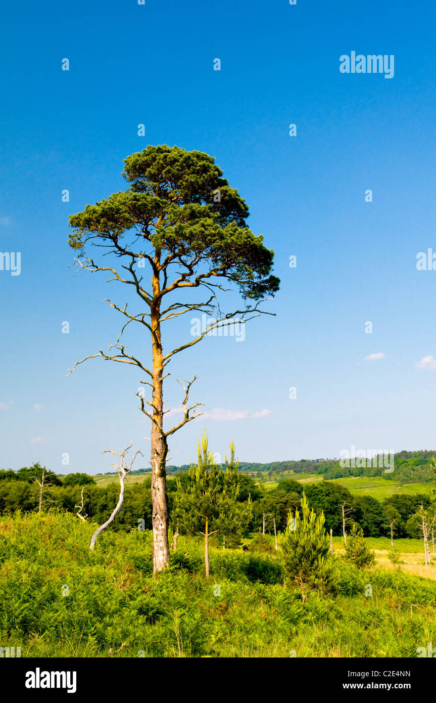 Solitary Tree in Ashdown Forest Stock Photo - Alamy