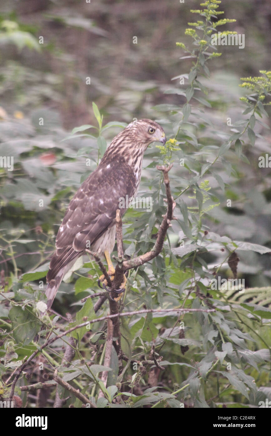 Cooper's hawk hunting perched on a branch in the woods Stock Photo - Alamy