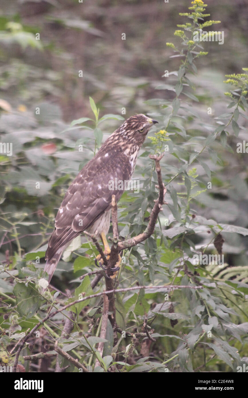 Perched coopers hawk hi-res stock photography and images - Alamy