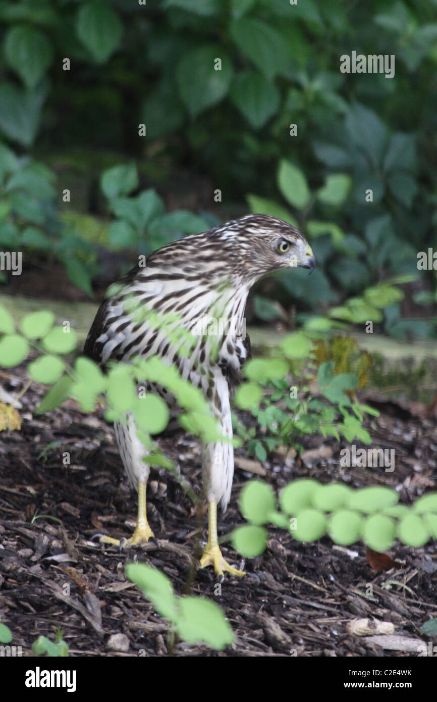 Alert Cooper's hawk hunting on the ground Stock Photo - Alamy