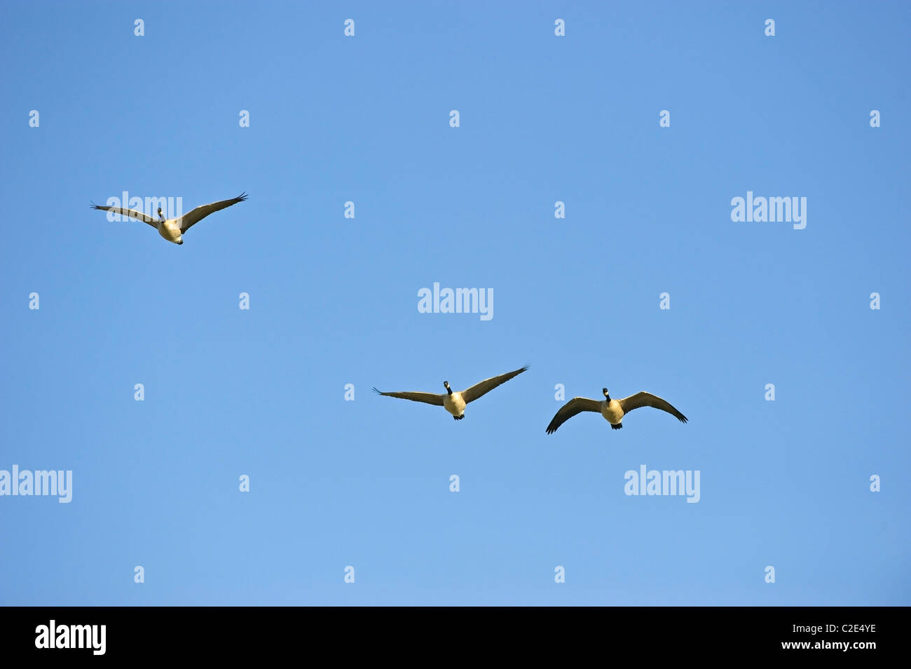 Group Of Geese Flying Stock Photo - Alamy