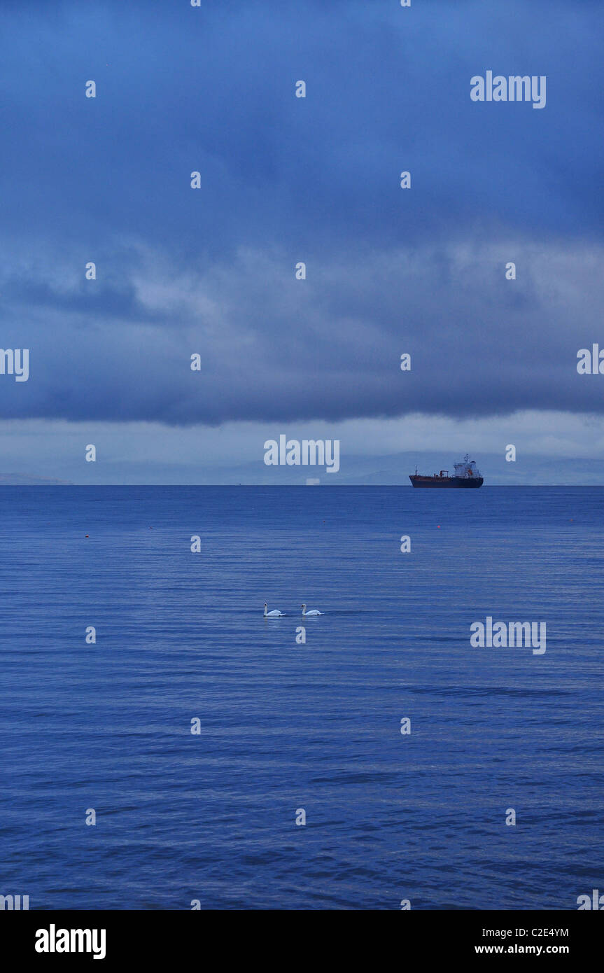 Ship and swans at sea, Firth of Clyde, Scotland, UK Stock Photo - Alamy