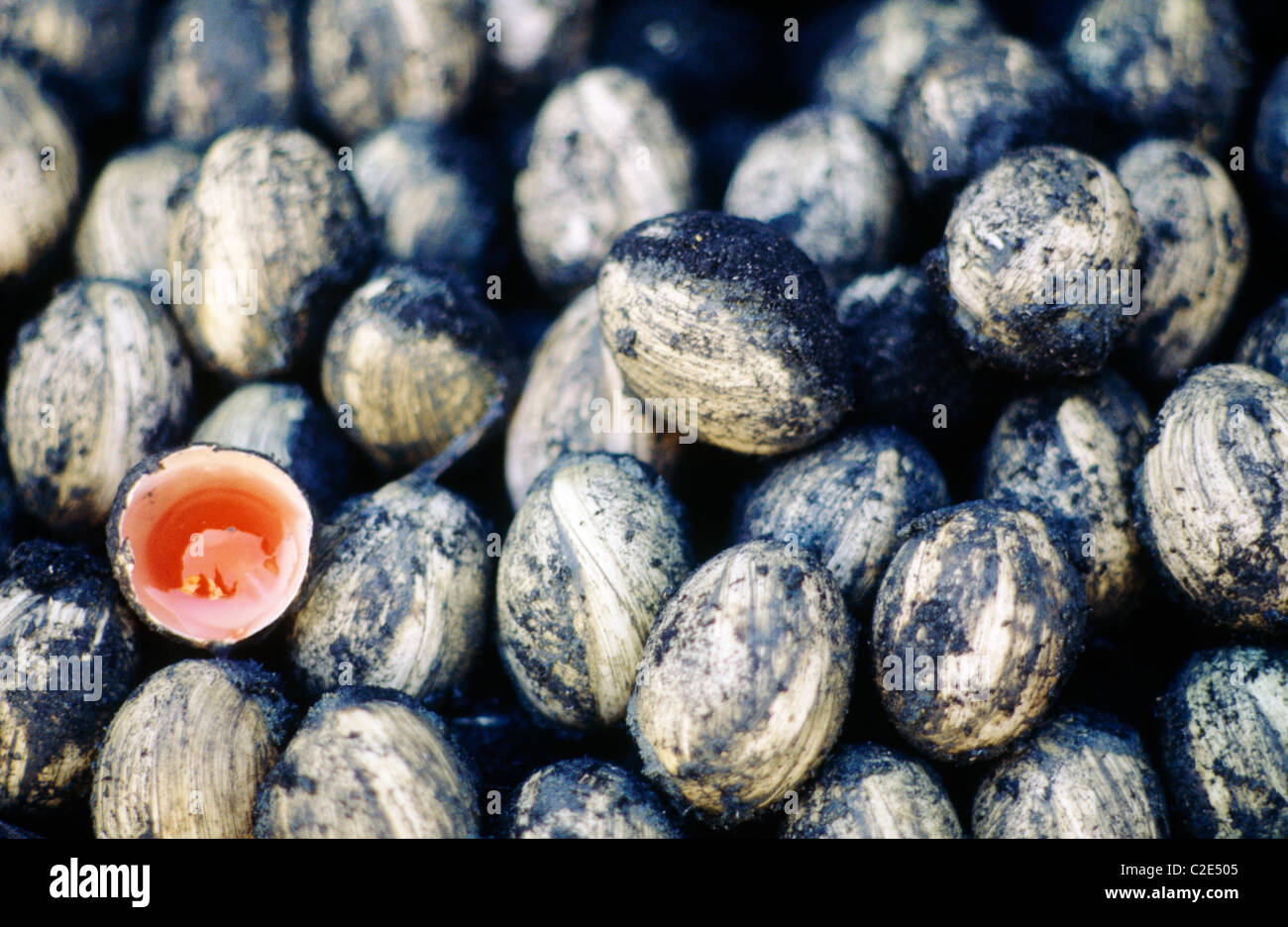 Century egg china hi-res stock photography and images - Alamy