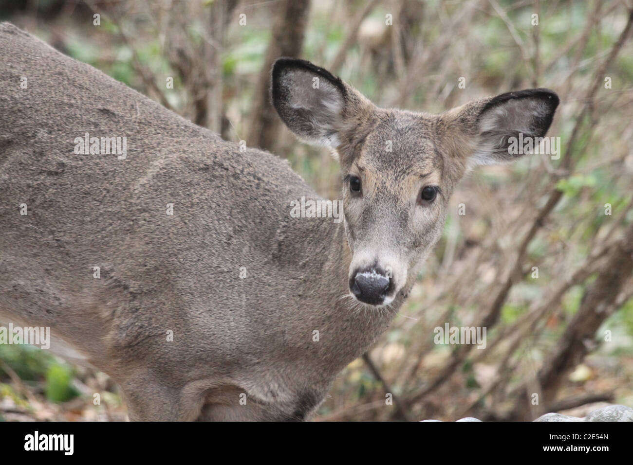 White tail deer doe in the fall woods Stock Photo - Alamy