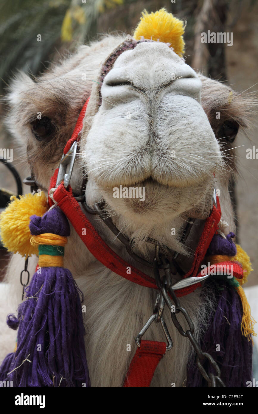 Camel halter hi-res stock photography and images - Alamy