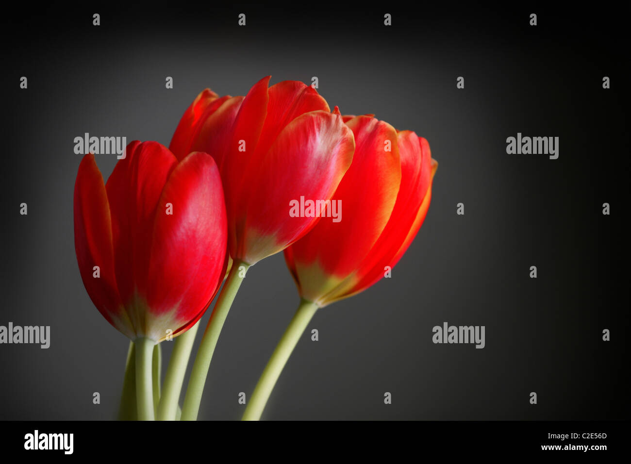 Three Red Tulips Stock Photo - Alamy