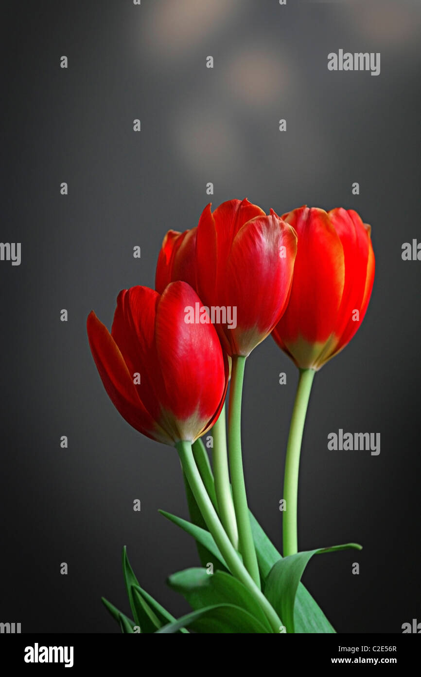 Tulips pics hi-res stock photography and images - Alamy
