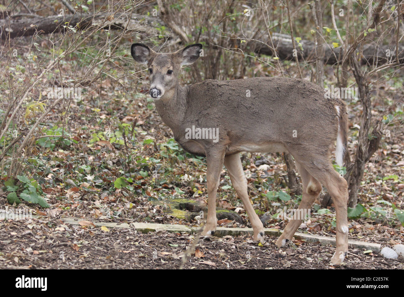 Alert white tail deer doe walking in the fall woods Stock Photo - Alamy