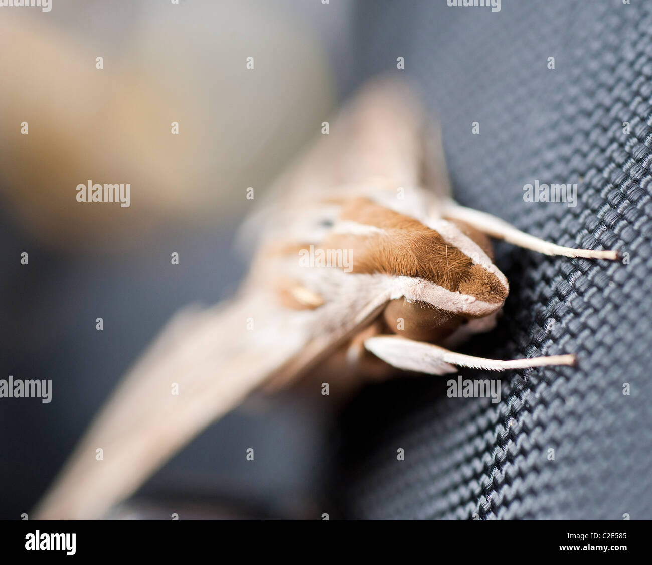 Moth eumorpha hi-res stock photography and images - Alamy