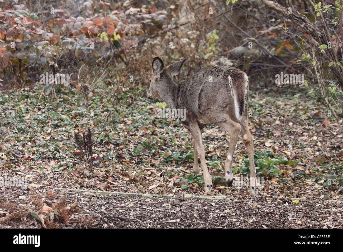 Whtie tail deer doe walking into the fall woods Stock Photo - Alamy