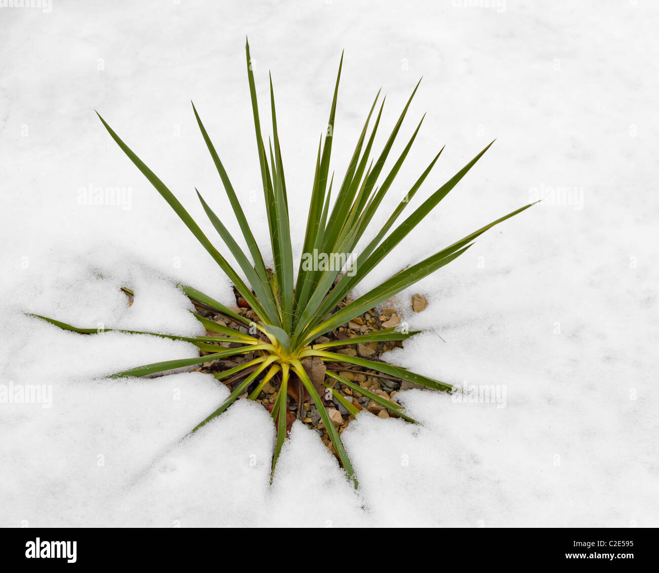 green star shaped exotic palm plant snowed in Stock Photo - Alamy