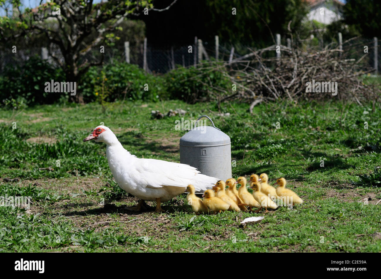 Ducklings Following Mother High Resolution Stock Photography and Images ...