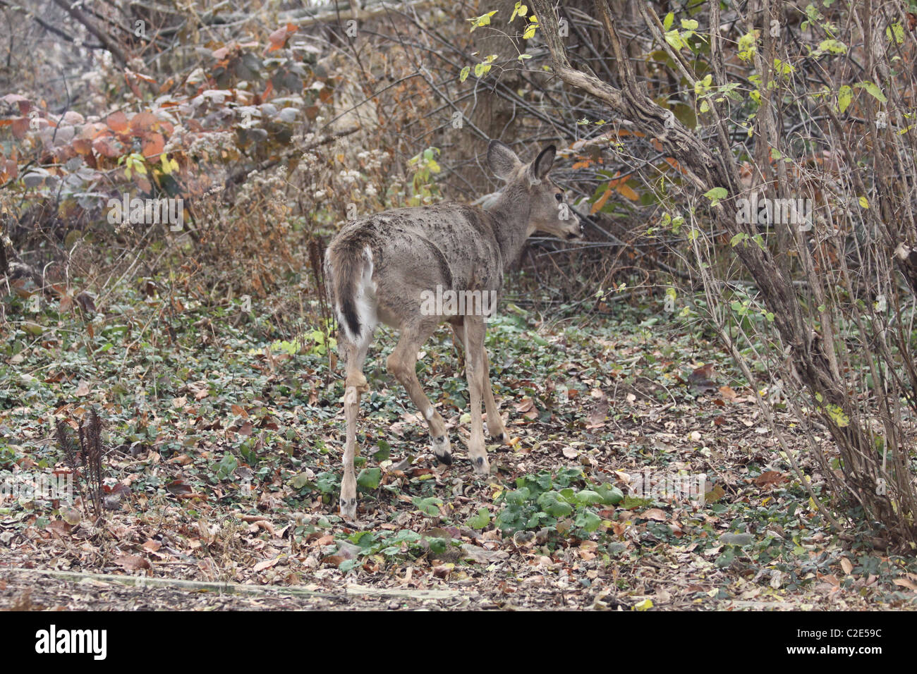 Whtie tail deer doe walking through the fall woods from behind Stock ...