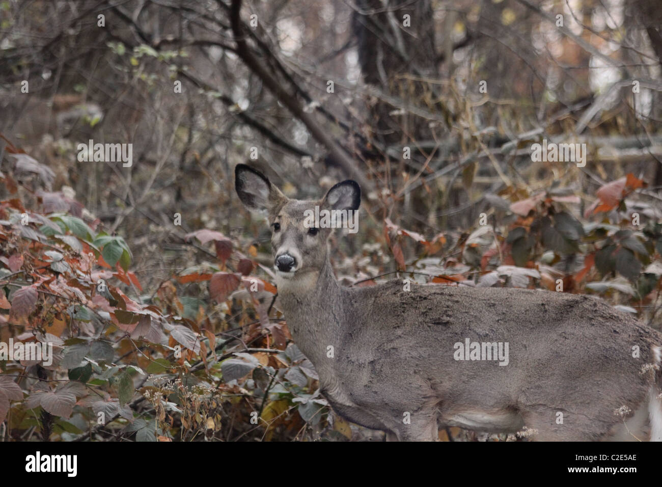 Alert White tail deer doe in the fall woods Stock Photo - Alamy