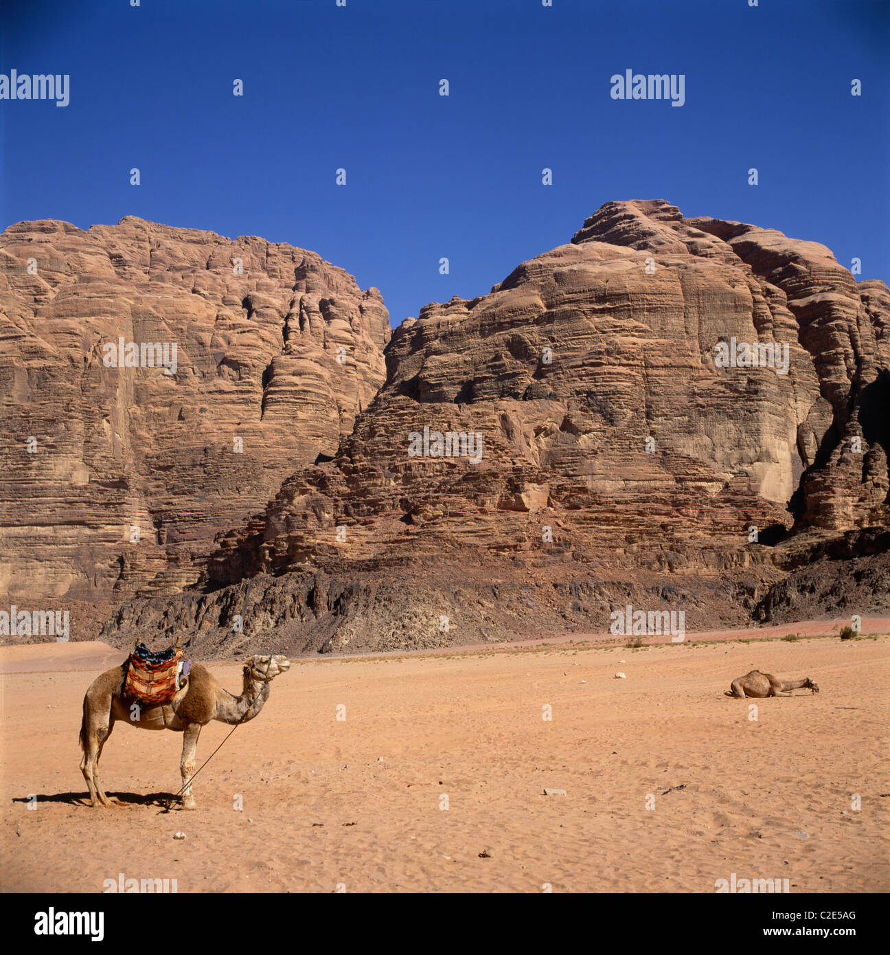 Jordan insects hi-res stock photography and images - Alamy