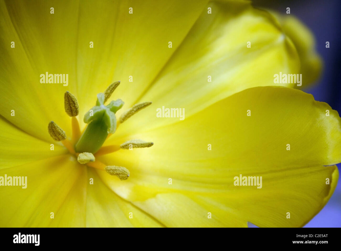 Centre of a tulip hi-res stock photography and images - Alamy