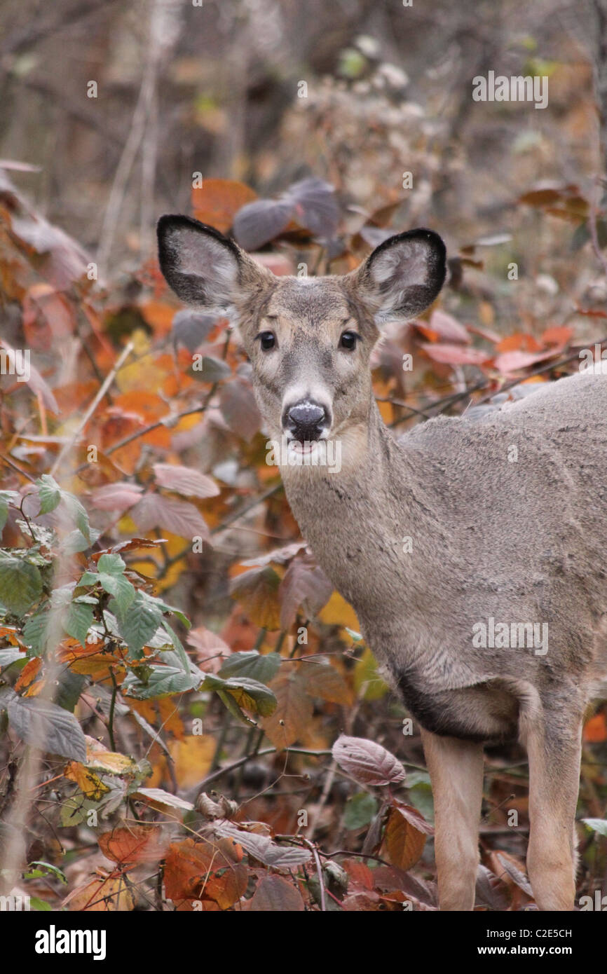 Doe alert hi-res stock photography and images - Alamy