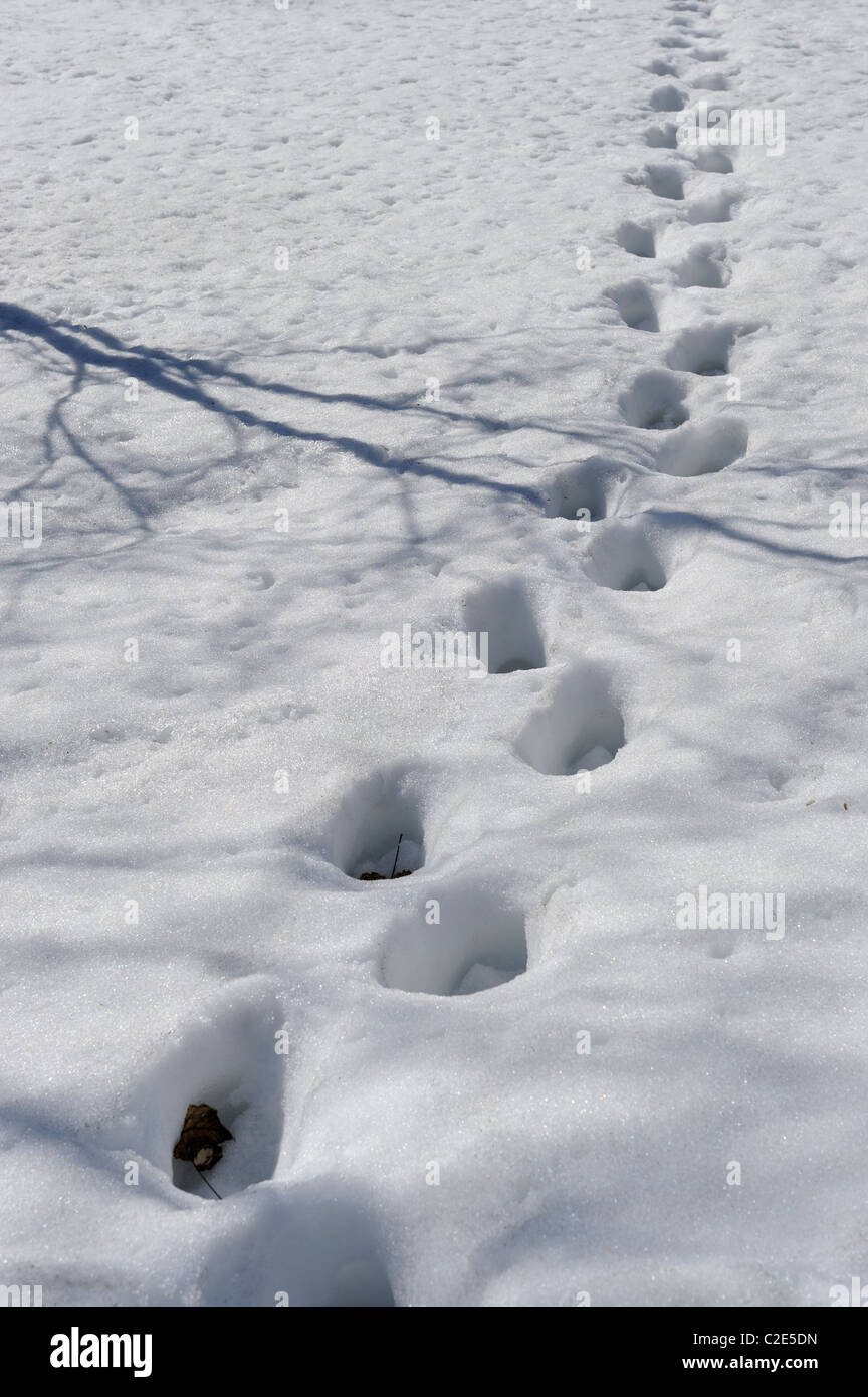 Human shapes in nature hi-res stock photography and images - Alamy