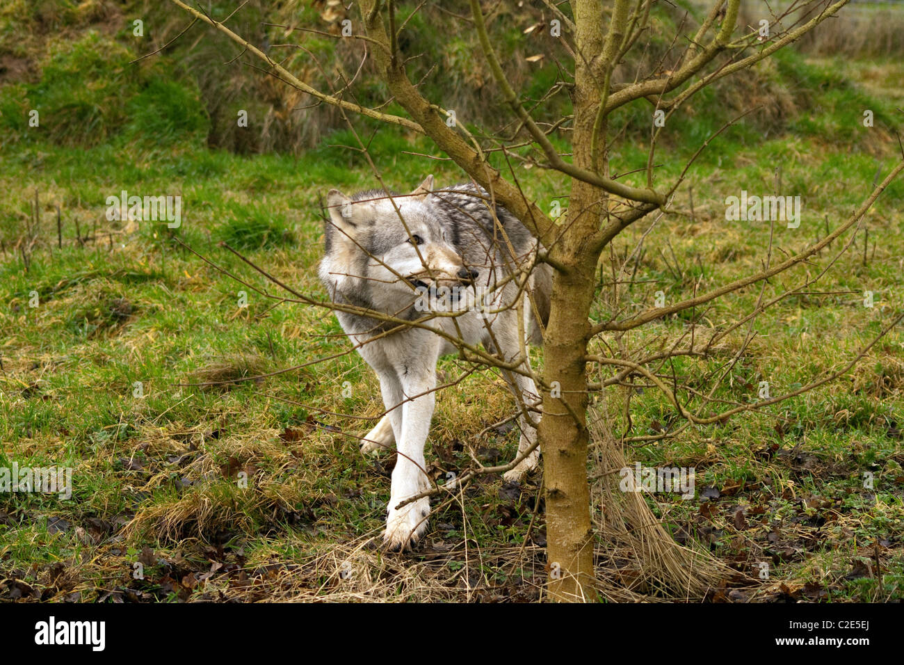 North American Wolf chewing branches, grey wolf, Canis lupus Stock ...