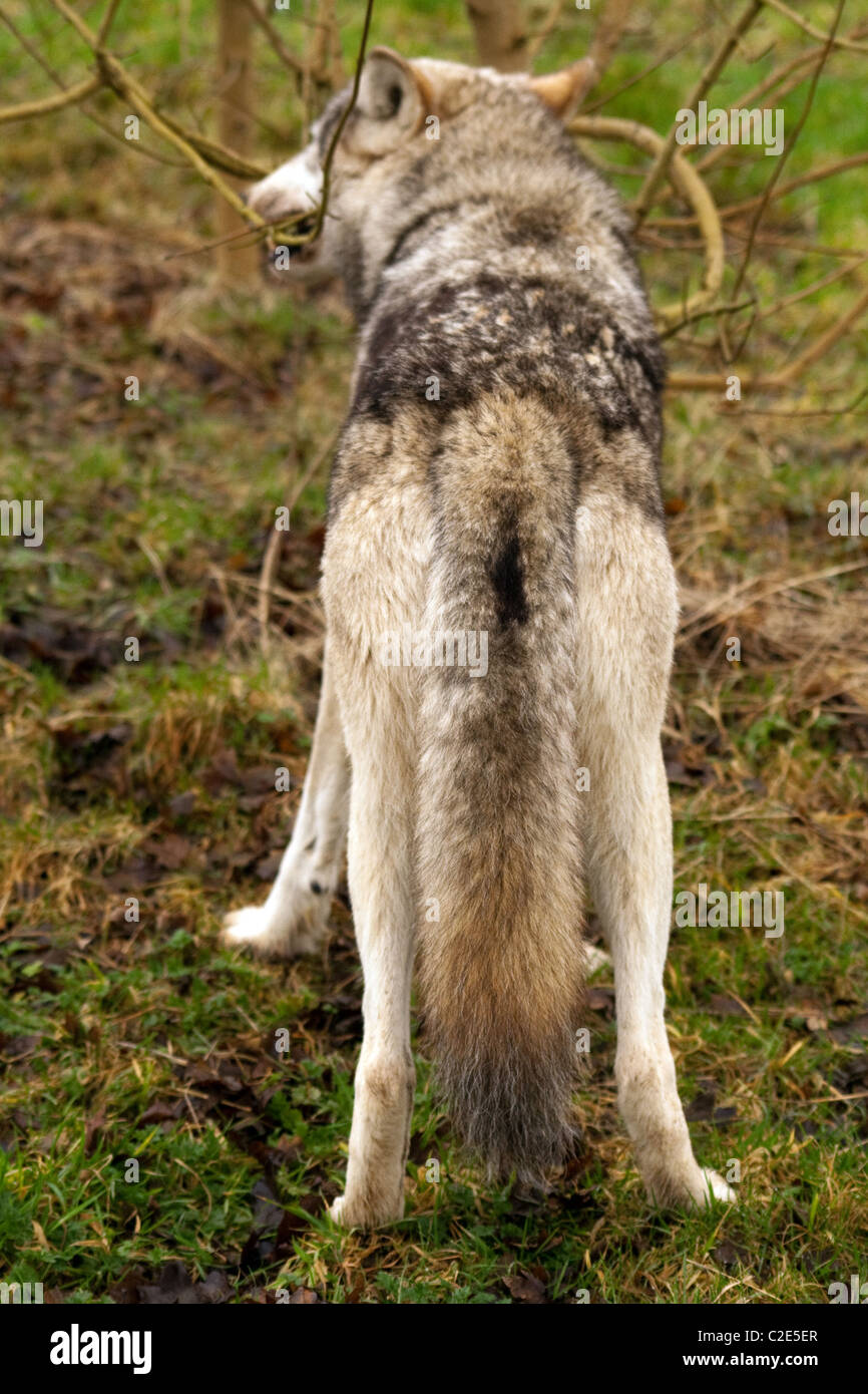 North American Wolf back and tail, chewing branches, grey wolf, Canis ...