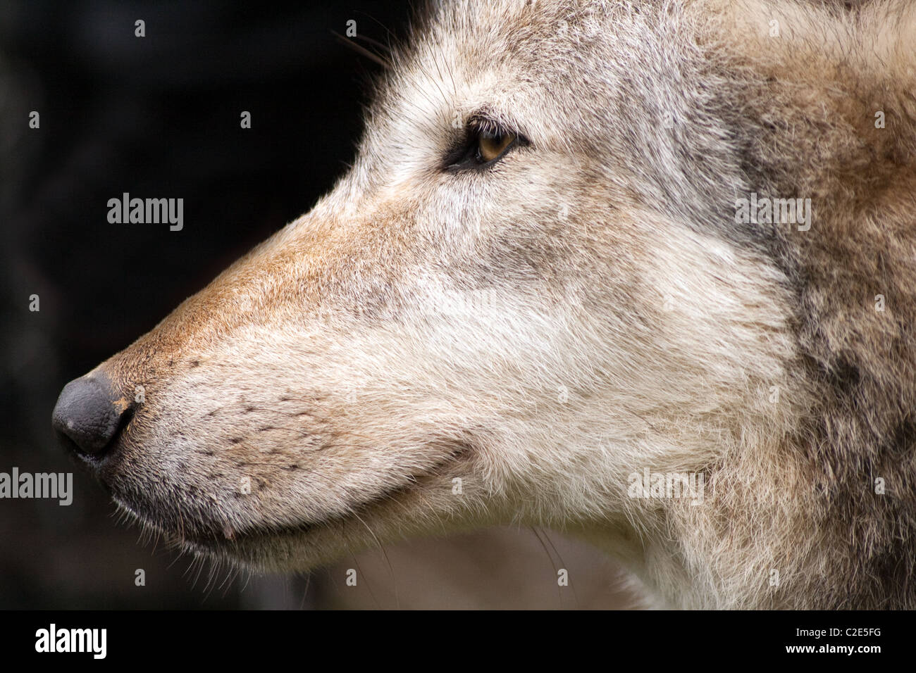 North American Wolf Head shot, grey wolf, Canis lupus Stock Photo - Alamy