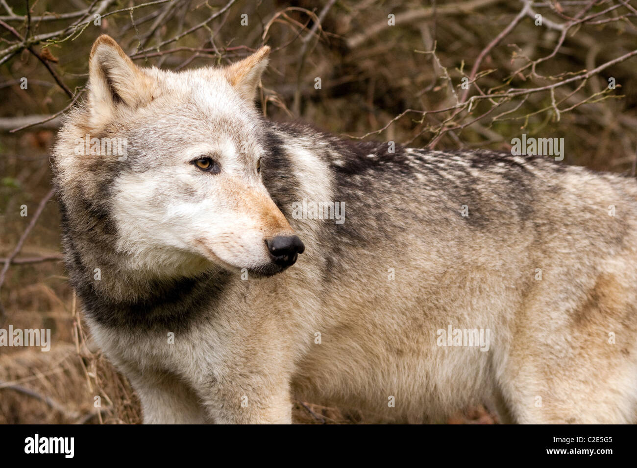 North American Wolf, grey wolf, Canis lupus Stock Photo - Alamy