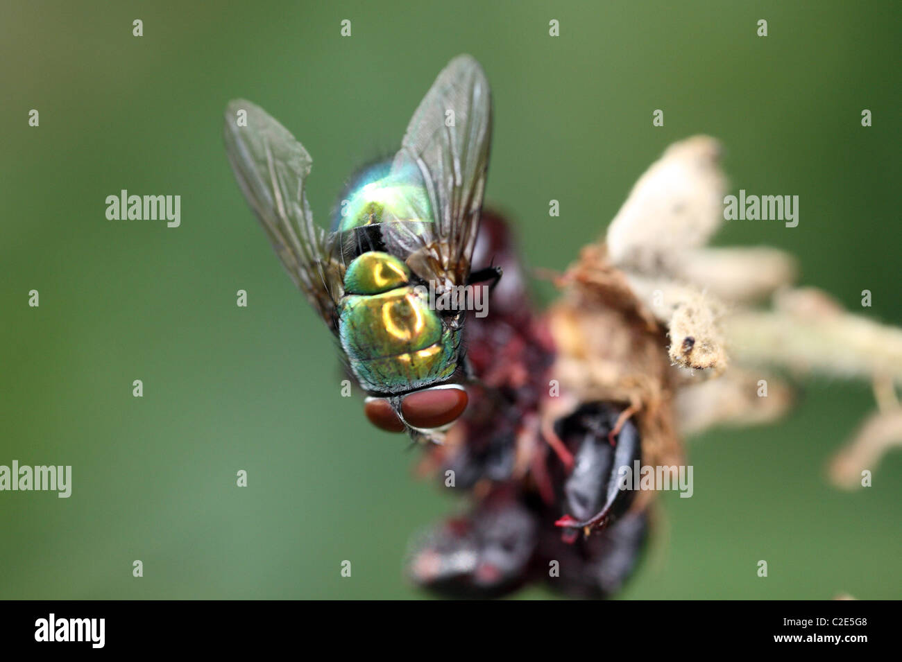 Blow fly hi-res stock photography and images - Alamy
