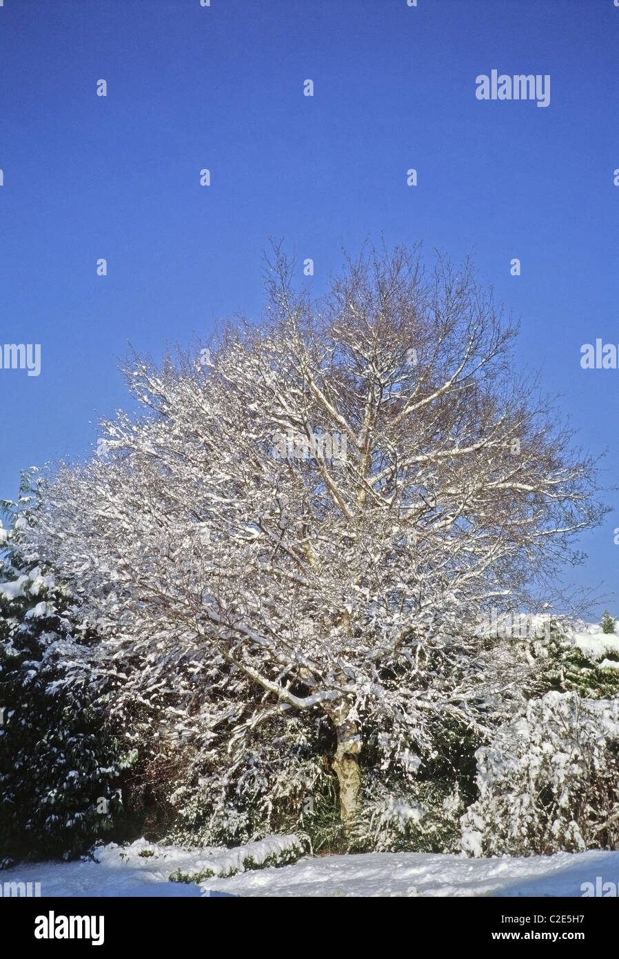 Birch tree betula winter hi-res stock photography and images - Alamy