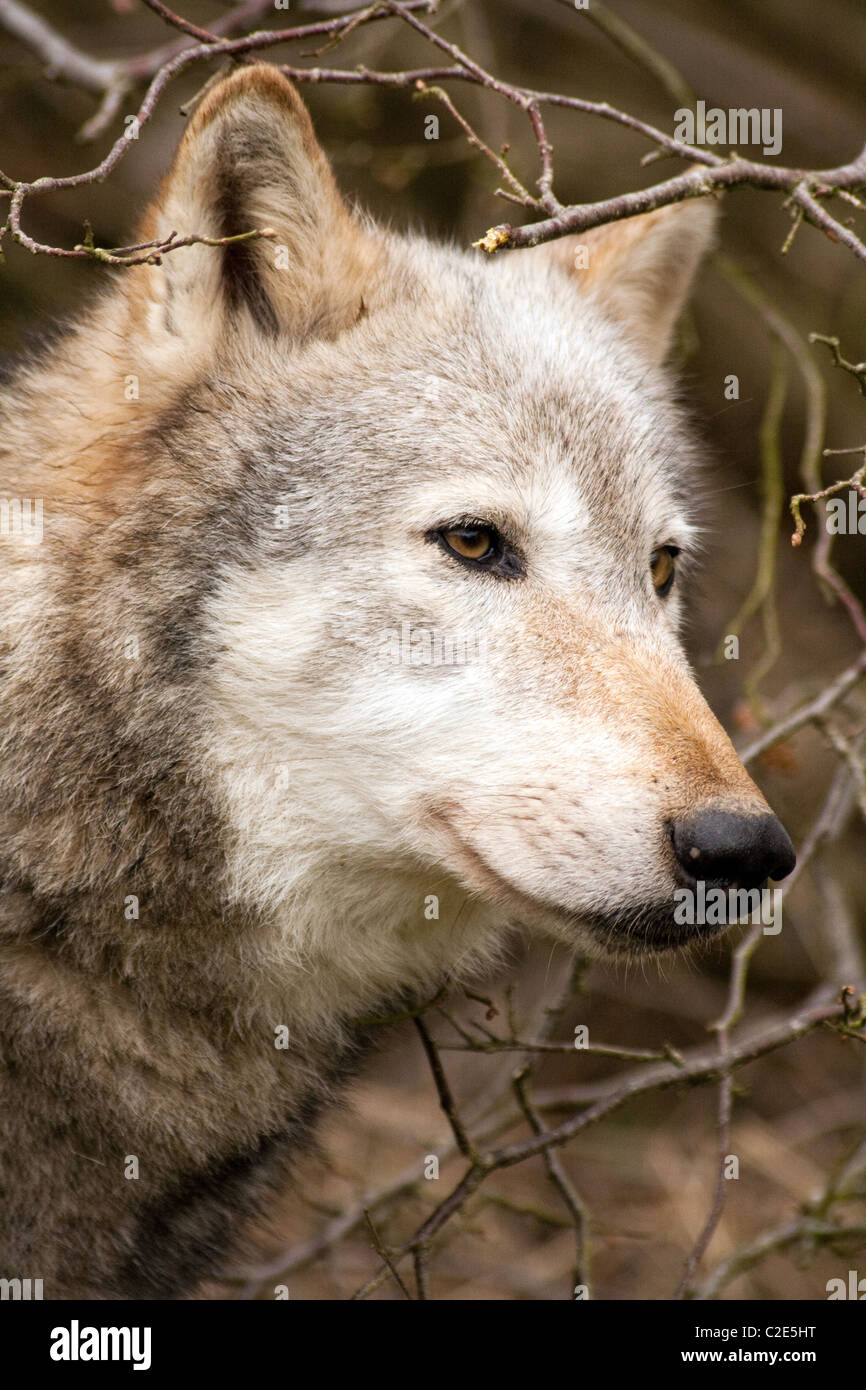 North American Wolf Head shot, grey wolf, Canis lupus Stock Photo - Alamy