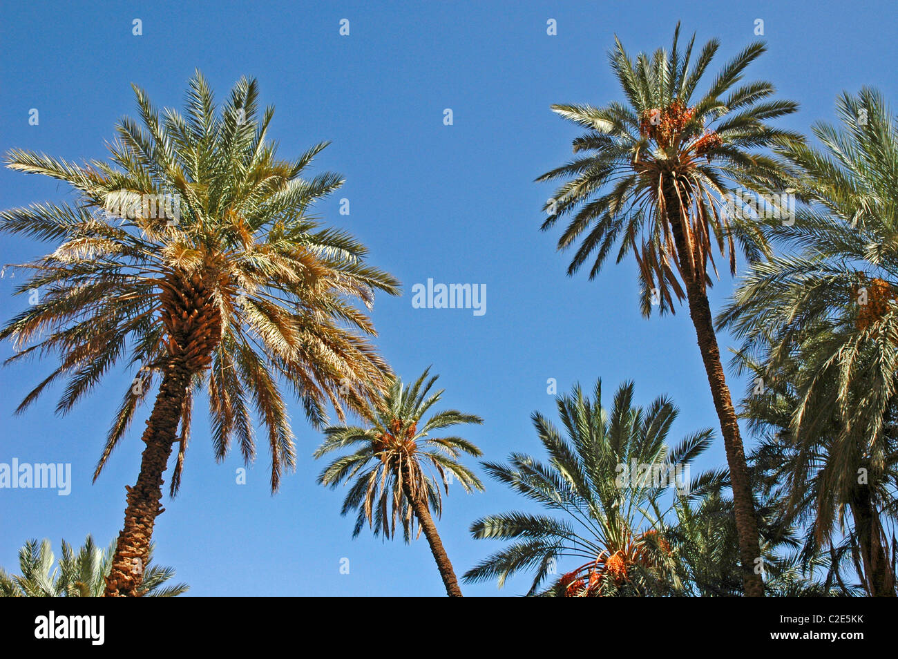 Date palm trees and wheat crop growing on fertile land irrigated by the ...