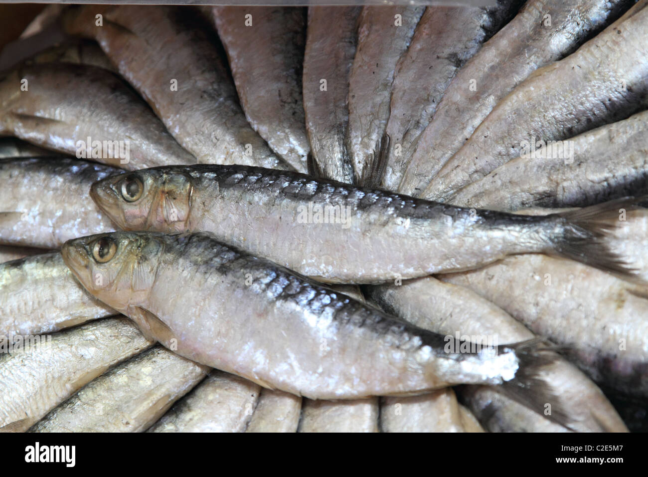 Freshly caught sardines hi-res stock photography and images - Alamy