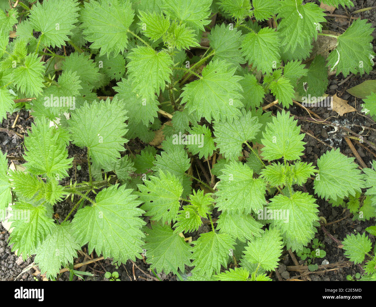 Common Weeds Uk High Resolution Stock Photography and Images - Alamy