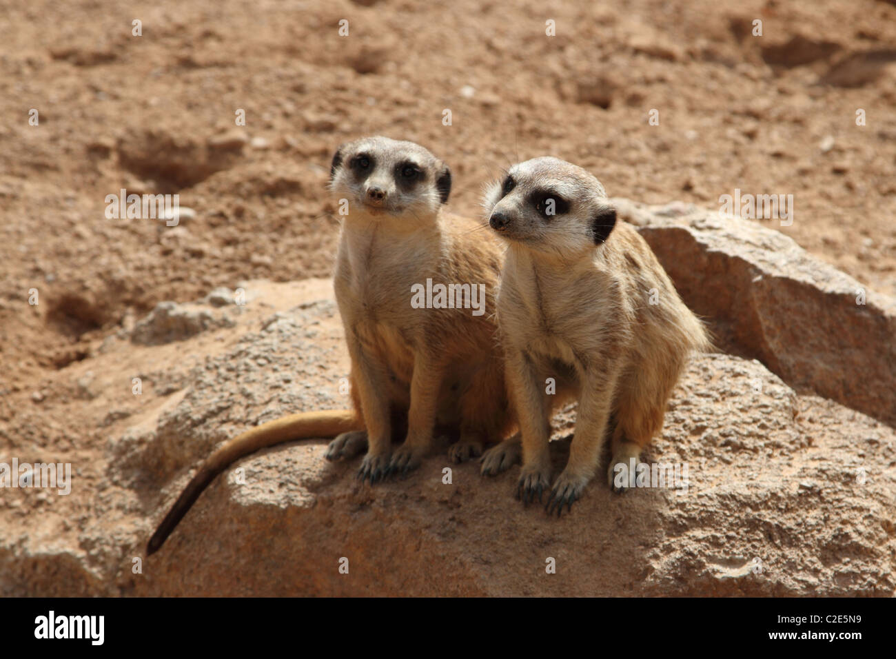Meerkat friends hi-res stock photography and images - Alamy