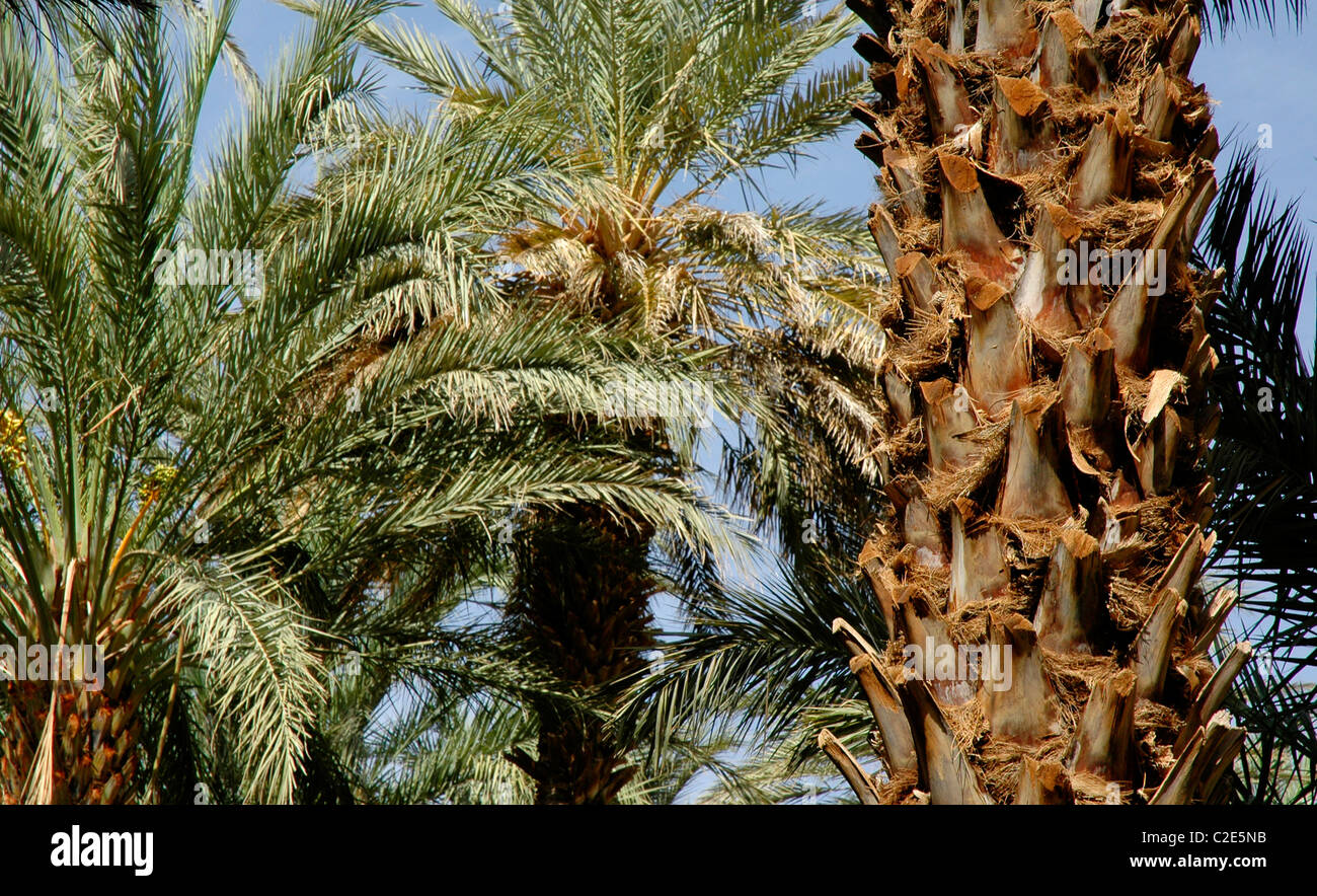 Date palm trees and wheat crop growing on fertile land irrigated by the ...