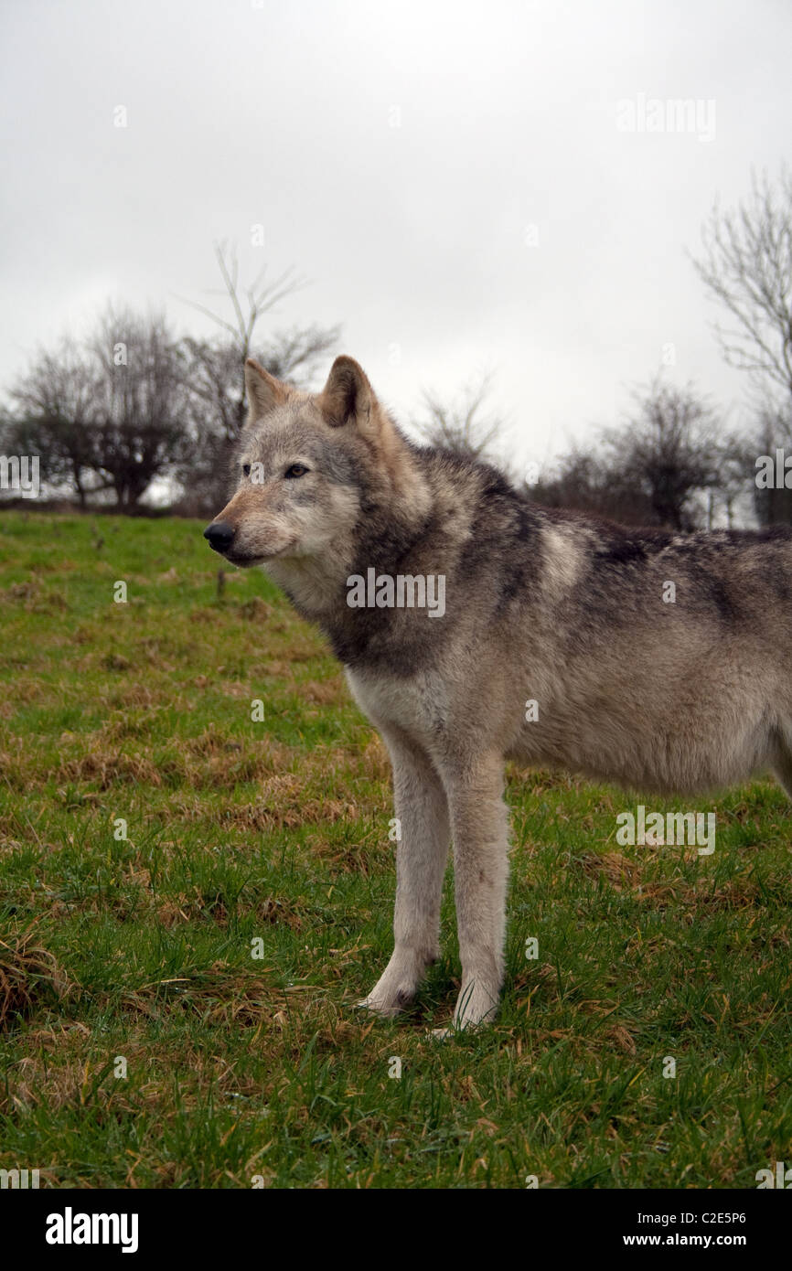 North American Wolf, grey wolf, Canis lupus Stock Photo - Alamy