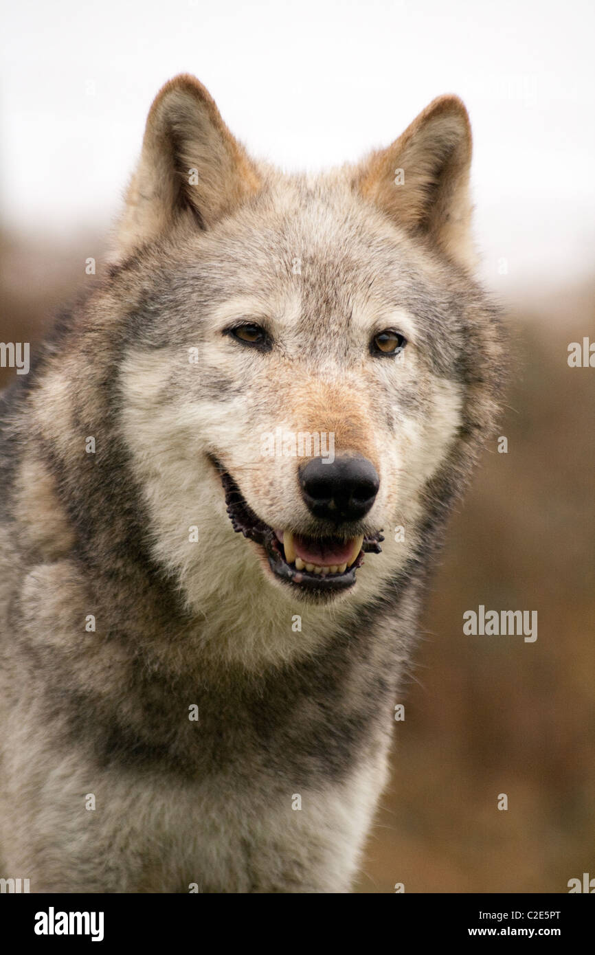 North American Wolf Head shot, grey wolf, Canis lupus Stock Photo - Alamy